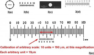 Understanding the microscope. 5. Eyepieces and measurement. By Jeremy ...