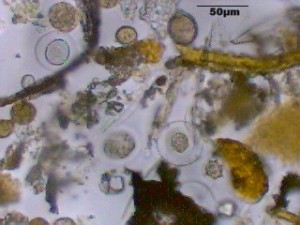 Air sample curiosities under the microscope – Quekett Microscopical Club