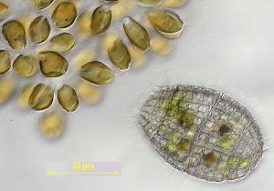 Introduction to microscopic animals and plants – Quekett Microscopical Club