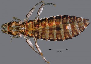 Images used on the website of the Quekett Microscopical Club