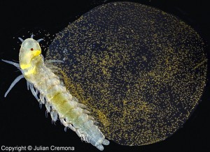 Photo of the month – Quekett Microscopical Club