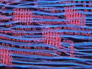 Making Rheinberg illumination discs for a microscope – Quekett ...