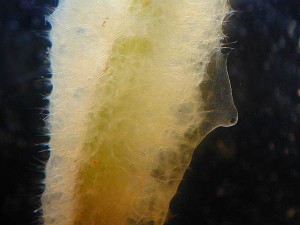 Freshwater sponge gemmule under the microscope – Quekett Microscopical Club