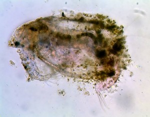 Cladocera – British Science Week 2016 – Quekett Microscopical Club