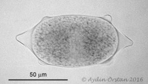 Bdelloid rotifers, by Aydin Örstan & Michael Plewka – Quekett ...