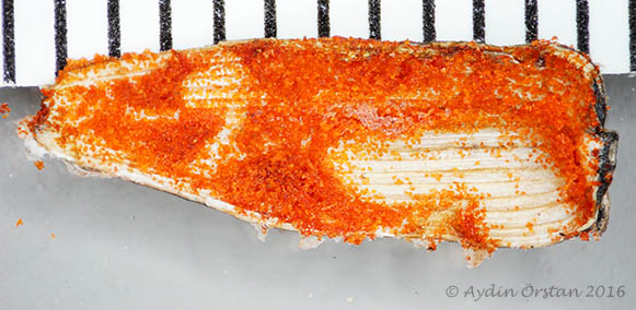 Bdelloid rotifers, by Aydin Örstan & Michael Plewka – Quekett ...