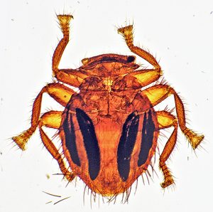Microscopy for beekeepers – Quekett Microscopical Club