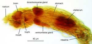 Bdelloid rotifers, by Aydin Örstan – Quekett Microscopical Club