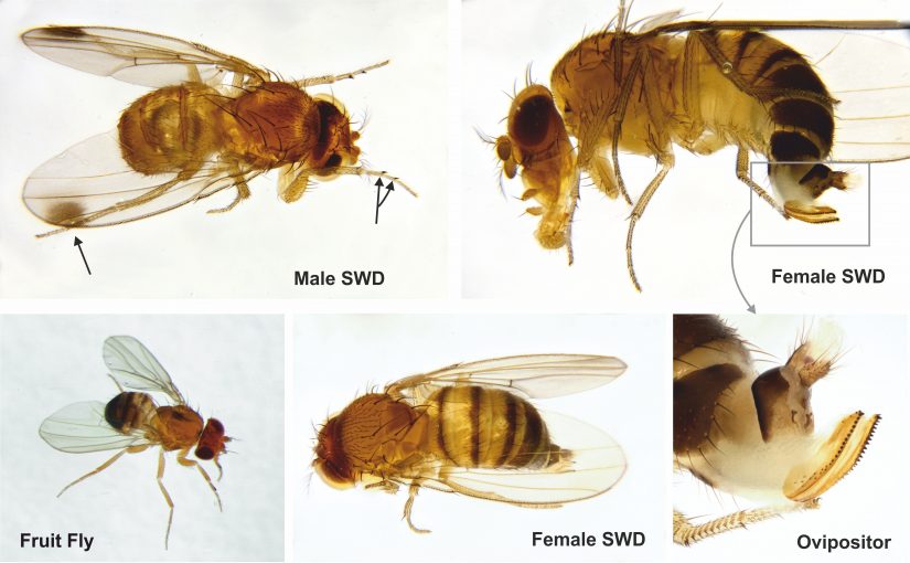 Spotted Wing Drosophila survey experiment – Quekett Microscopical Club ...