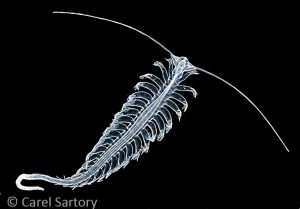 Photo of the month – Quekett Microscopical Club