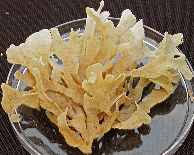 2025 Down House Microscopy Weekend report – Quekett Microscopical Club ...